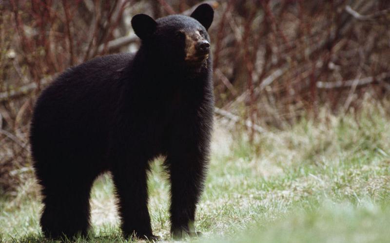 Black bear sighting? Be BearWise | The Clayton Tribune, Rabun County, GA